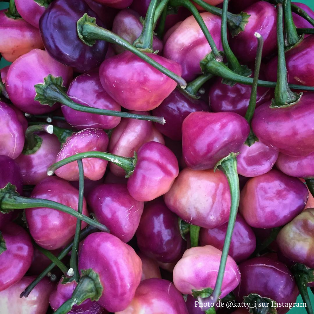 Piment Cheiro Roxa plant adulte | La Boutique Antillaise
