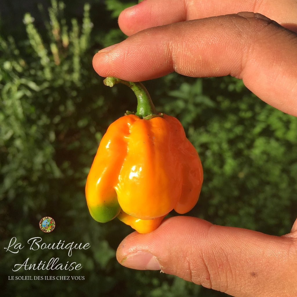 Piment Habanero jaune "Madame Jeanette" jeune plant | La Boutique ...