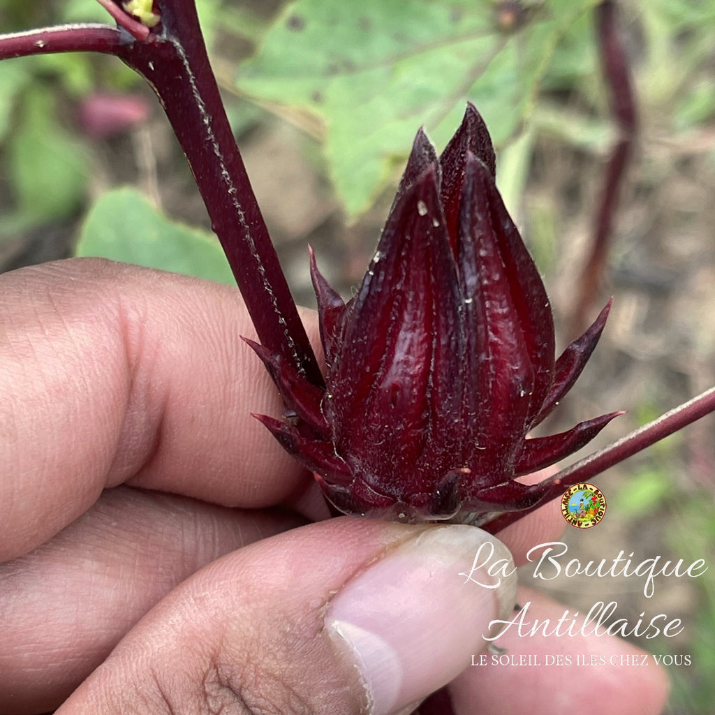 PLANT OSEILLE DE GUINEE - GROSEILLE PAYS - ROSELLE - HIBISCUS - KARKAD ...
