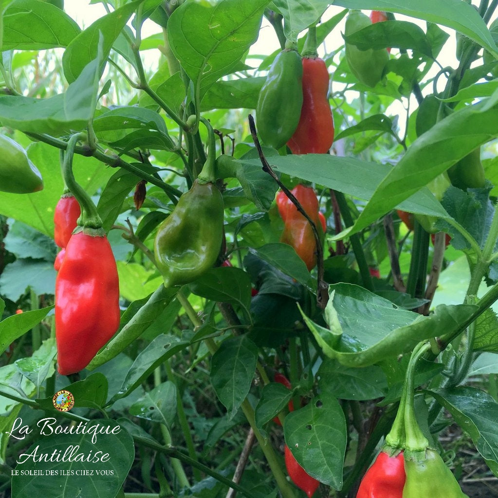 Graines piment Végétarien | La Boutique Antillaise