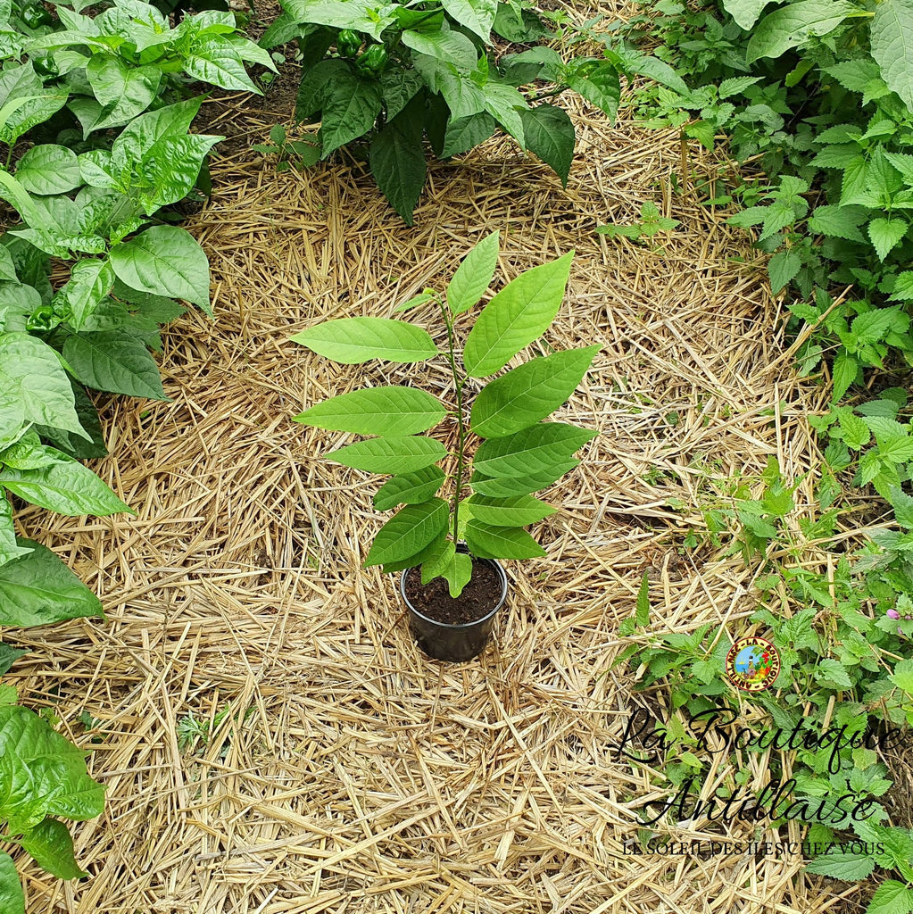 POMME CANNELLE - ATTIER - PLANT | La Boutique Antillaise